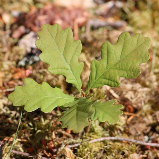 Getting Started – Small Woodland Owners' Group (SWOG)