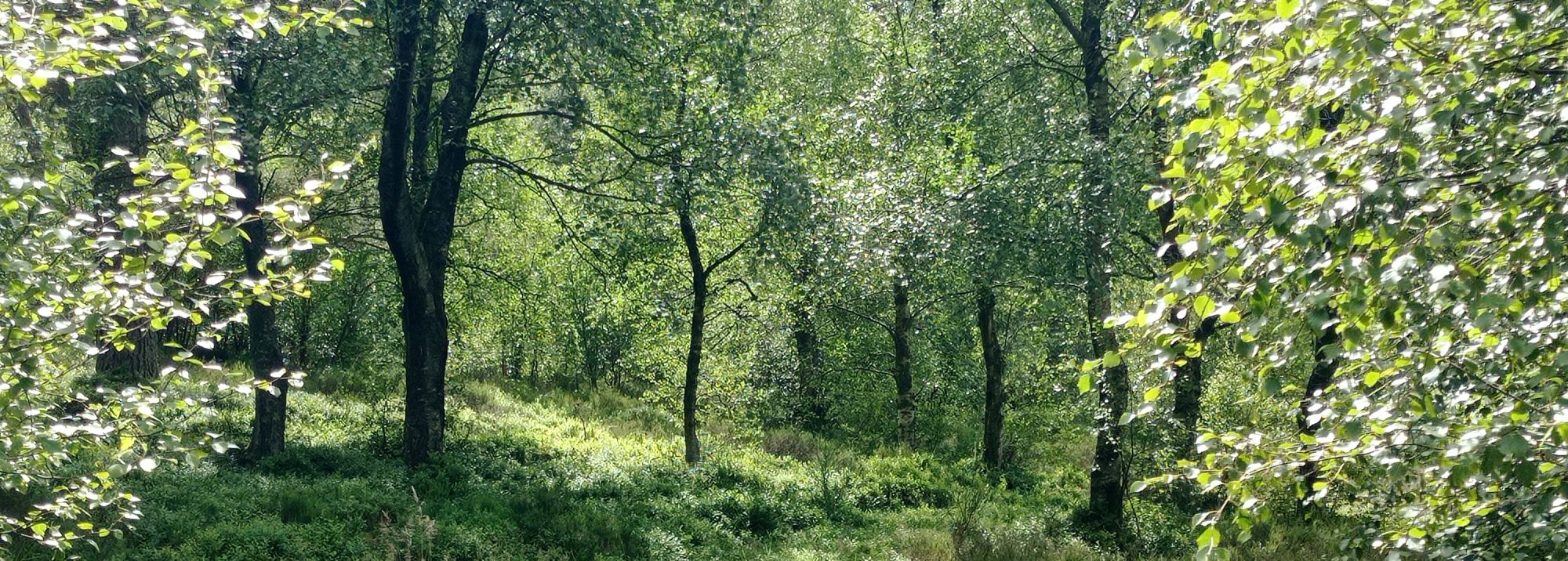 Woodland Sites Wanted/Available for Hire – Small Woodland Owners' Group ...